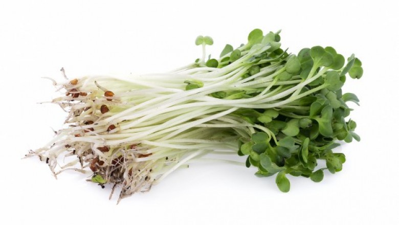 Su Teresi - Watercress | Anne Diyarı